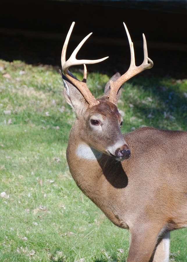 A Whitetail Deer Stag with Head Turned Stock Photo - Image of head ...