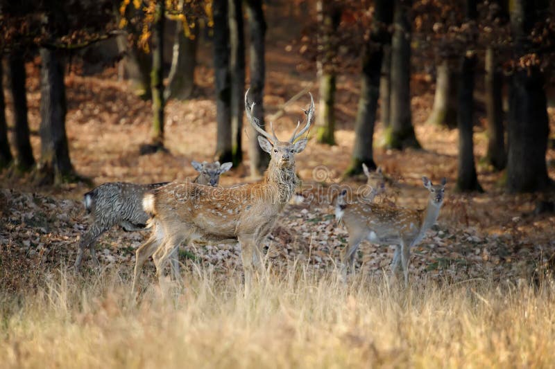 Whitetail Deer Standing in Autumn Day Stock Photo - Image of green ...