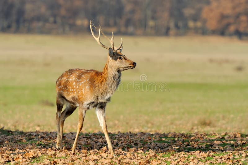 Whitetail Deer Standing in Autumn Day Stock Image - Image of fallow ...