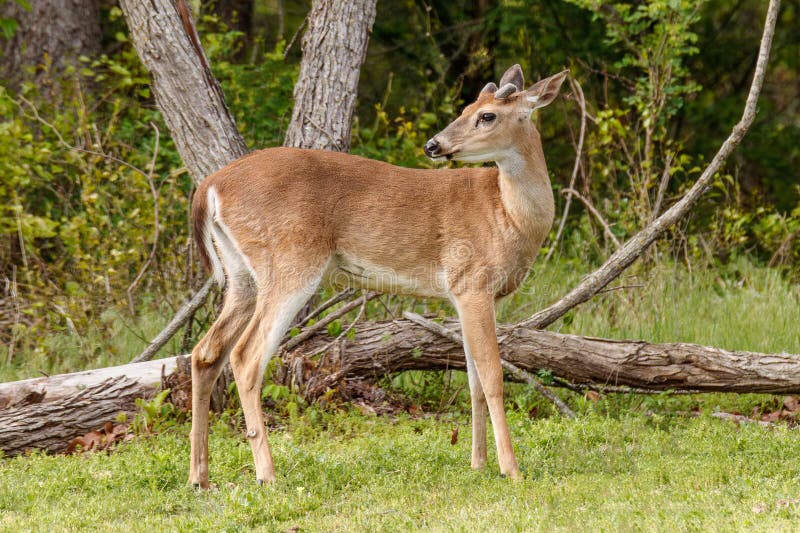 Whitetail deer stock photo. Image of wilderness, field - 277061204