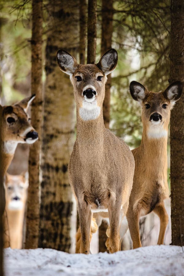 Whitetail Deer Standing in Forest Stock Image - Image of cabin ...