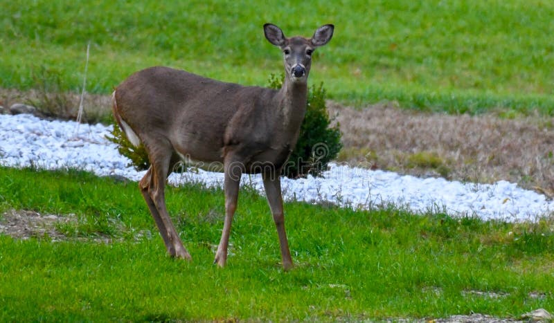 Whitetail Deer Standing in Yard Stock Image - Image of wildlife, rocks ...