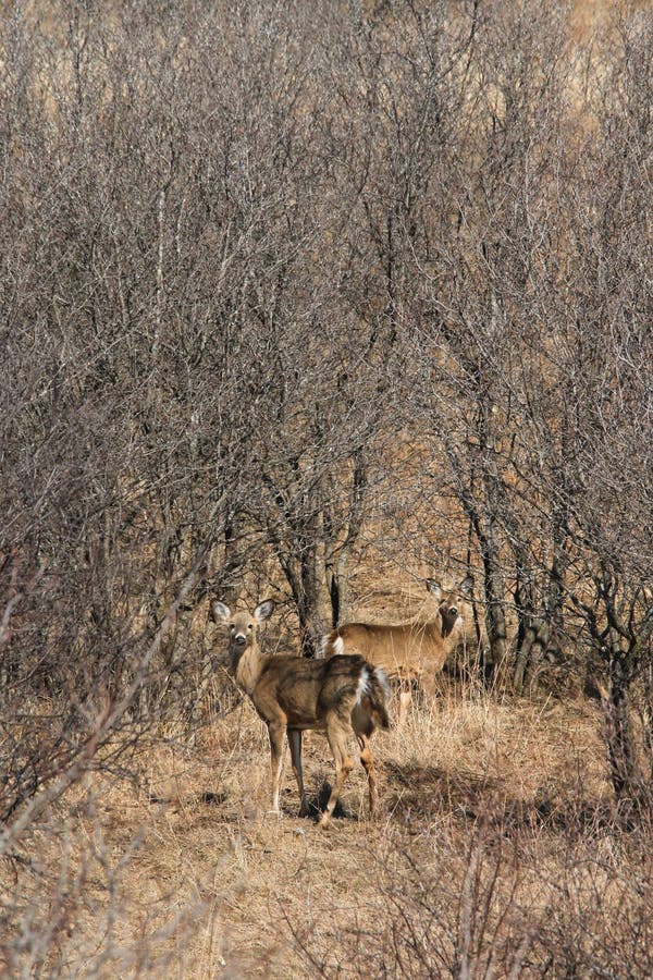 Whitetail Deer Tree Branch Detail Stock Image - Image of buck, hunt ...