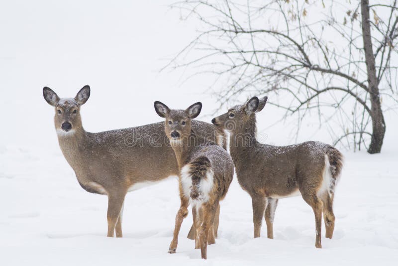 Baby Deer in Snow Fall Looking at Camera Stock Photo - Image of baby ...