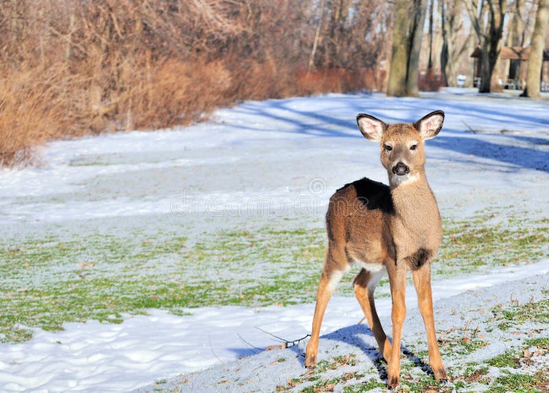Whitetail Deer Yearling stock photo. Image of woods, deer - 12221654