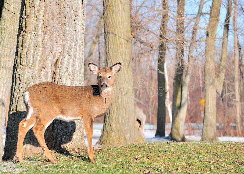 134 Whitetail Deer Yearling Doe Stock Photos - Free & Royalty-Free ...