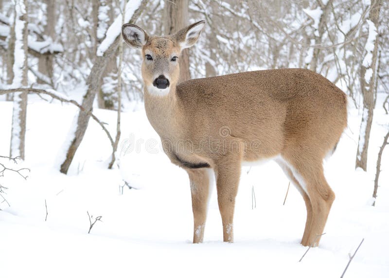 Whitetail Deer Yearling stock image. Image of mammal - 18531653