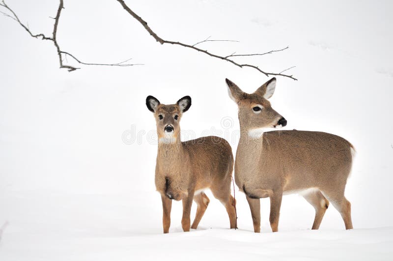 White Tailed Deer Yearling