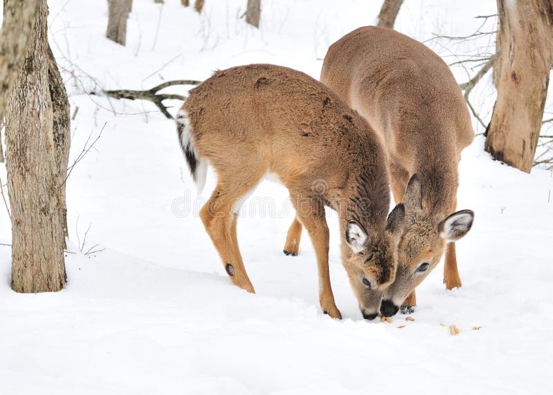 Whitetail Deer Yearling and Doe Stock Image - Image of cold, woods ...