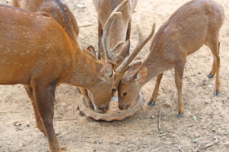 Whitetail Deer Yearlings Eating Stock Image - Image of majestic, forest ...