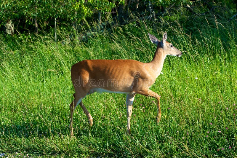 Whitetail doe stock photo. Image of outdoors, deer, nature - 14880480