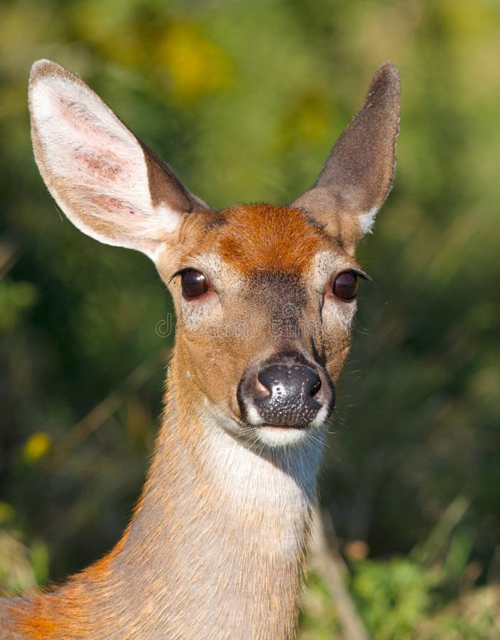 Whitetail Does stock photo. Image of headshot, woods, nature - 2469780