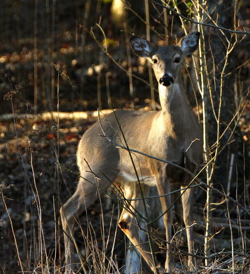 Whitetail Doe Catches Movement Stock Photo - Image of beautiful ...