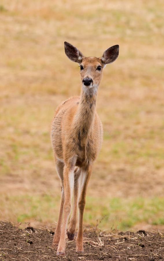 Whitetail Doe stock image. Image of indigenous, outdoor - 100512469