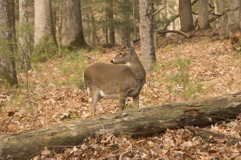 Whitetail Doe in the Forest Stock Image - Image of deer, woods: 523939