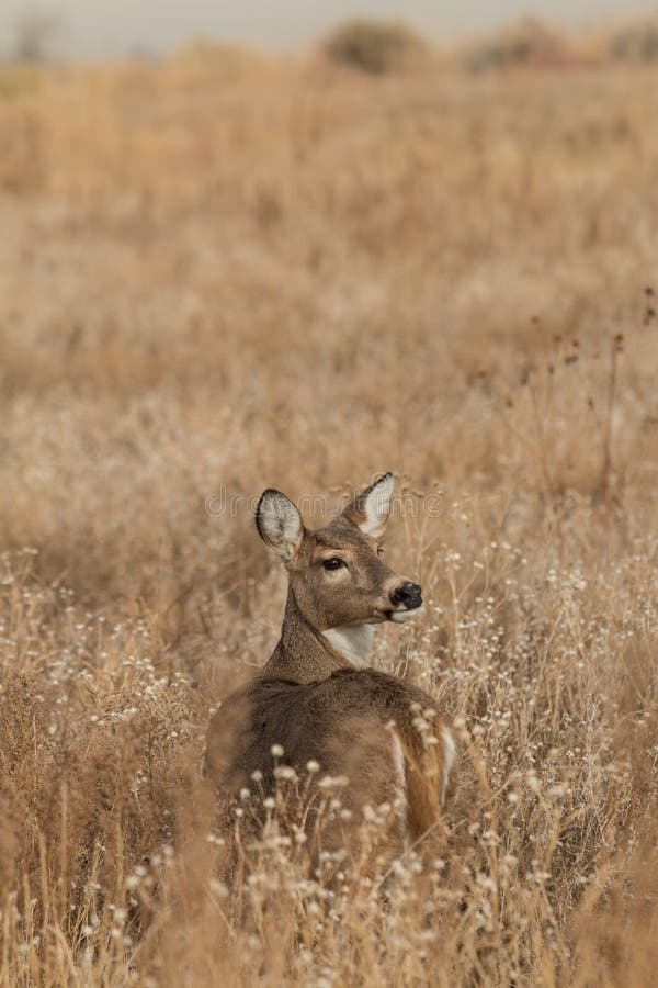 Red Fox Looking Back stock image. Image of mammal, foxes - 9152647