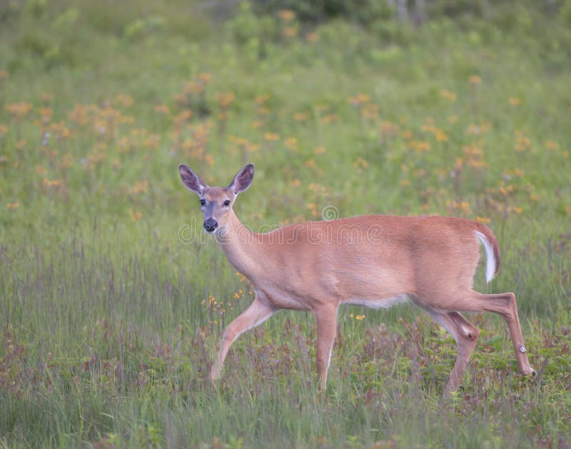 A Whitetail Doe on the Move in a Field of Spring Wildflowers Stock ...
