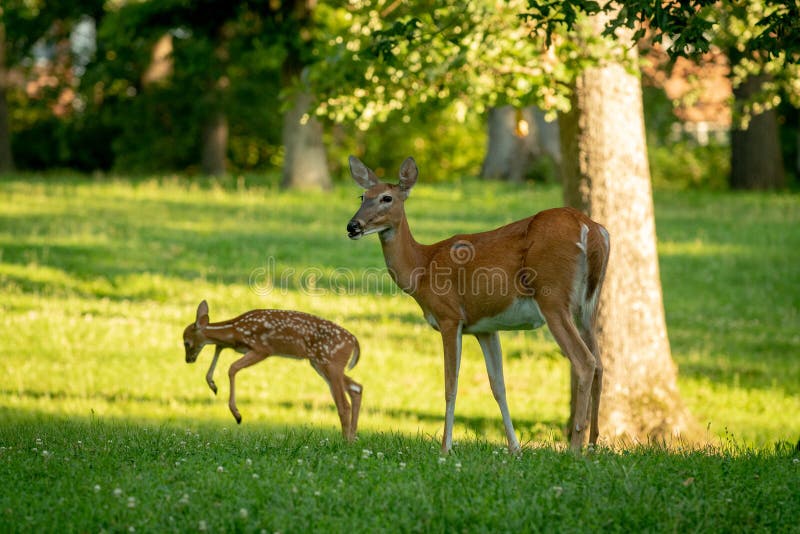 Jumping Whitetail Fawn stock image. Image of white, green - 81681437