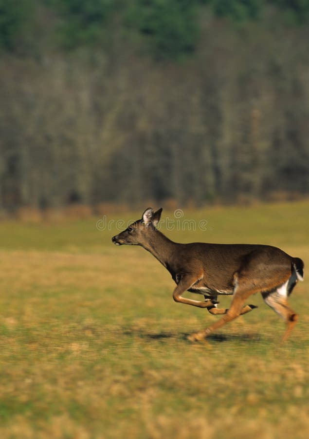 Whitetail Doe Running stock photo. Image of photographed - 42710698
