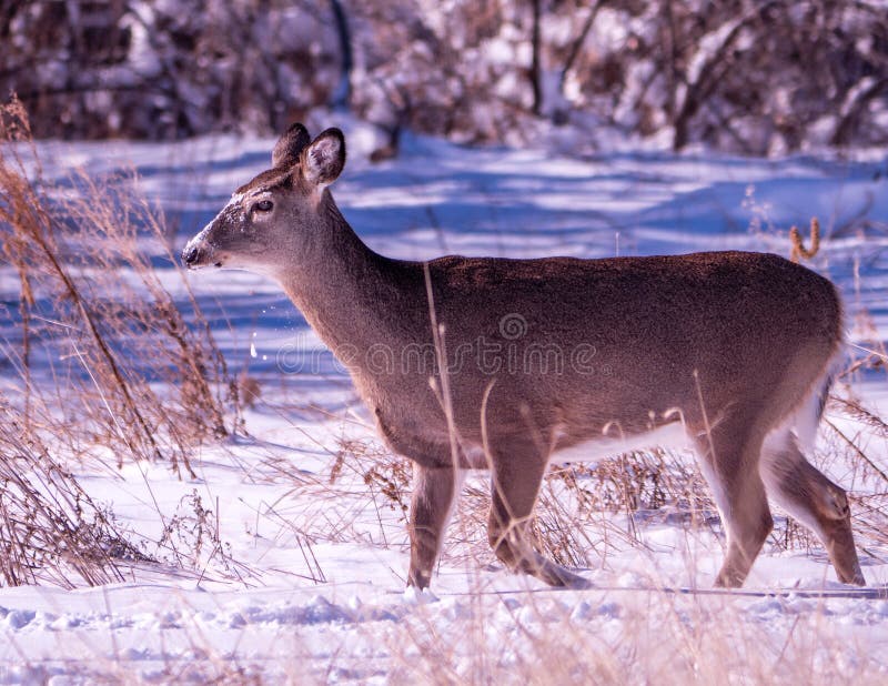 Whitetail Doe Snow Her Face Stock Photos - Free & Royalty-Free Stock ...