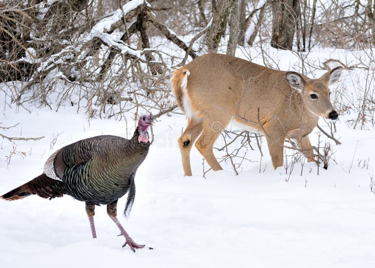 270 Wild Turkey Deer Stock Photos - Free & Royalty-Free Stock Photos ...