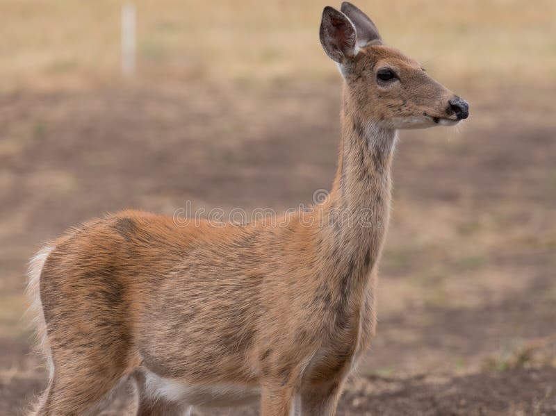 Whitetail Doe stock photo. Image of food, artiodactyla - 100512306