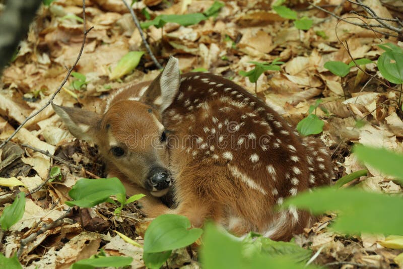 Fawn Curled Up Stock Photos - Free & Royalty-Free Stock Photos from ...
