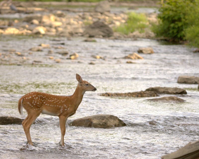 Mule Deer Fawn Drinking from Puddle Stock Photo - Image of rain, puddle ...