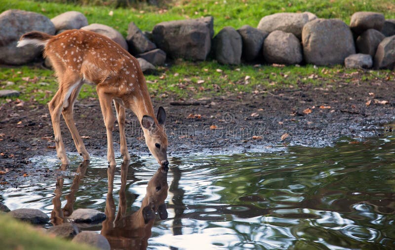 Deer Drinking Water From Stream