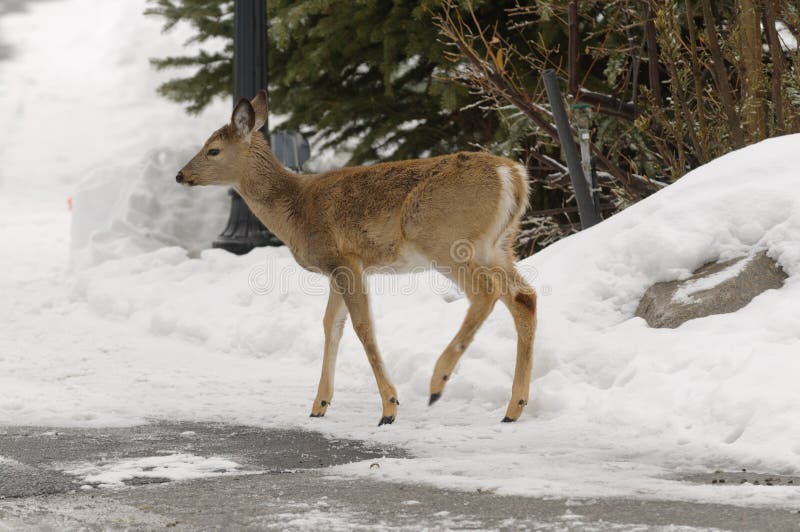 Whitetail Deer Fawns Stock Photos - Download 466 Royalty Free Photos