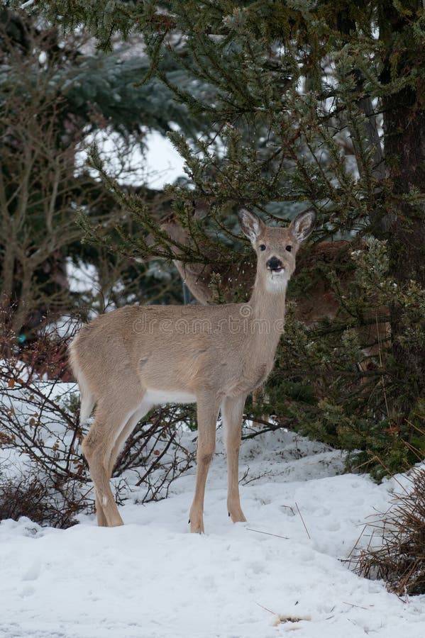 Whitetail deer stock photo. Image of farmland, frigid - 98252260