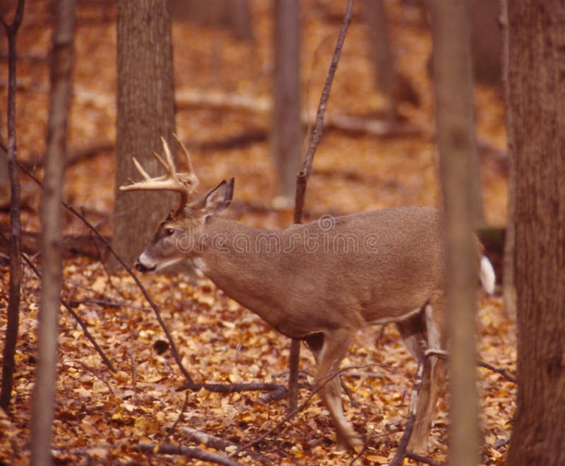 Whitetail portrait stock photo. Image of whitetail, full - 10831966