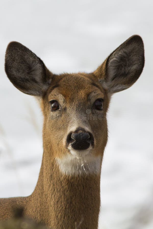 Whitetail Deer Doe in Snow stock photo. Image of wildlife - 4050006