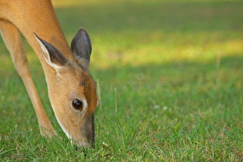 Rotwild, Die Gras Auf Wiese Im Wald Mit Wolke Essen Stockbild - Bild ...