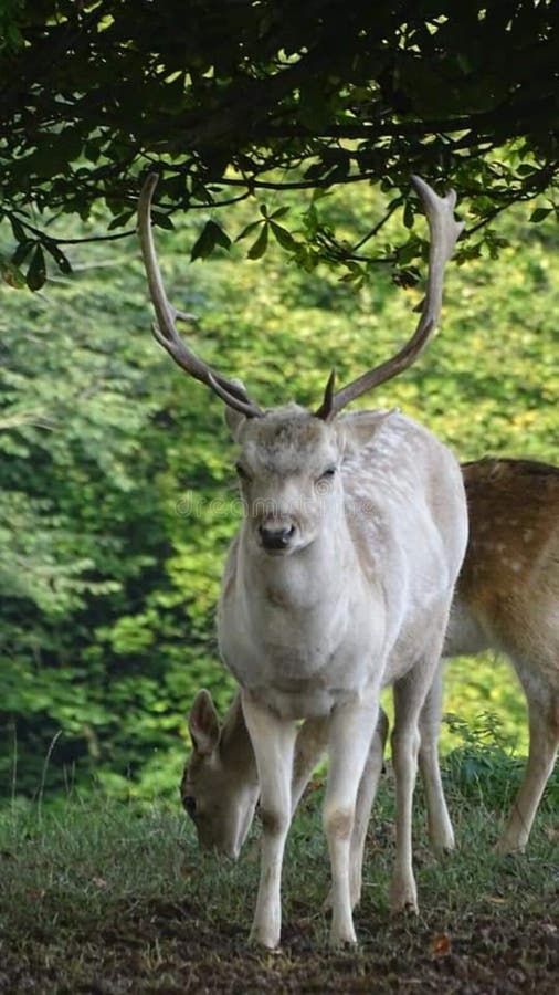 Whitetail stag stock photo. Image of wildlife, stag - 163953290