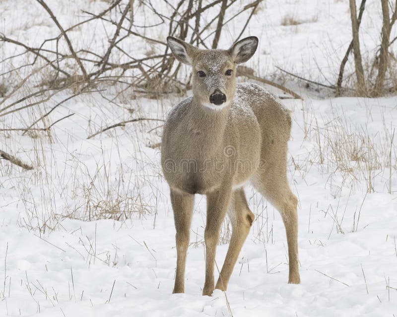Deer stock photo. Image of whitetail, freeze, fawn, deer - 4143710