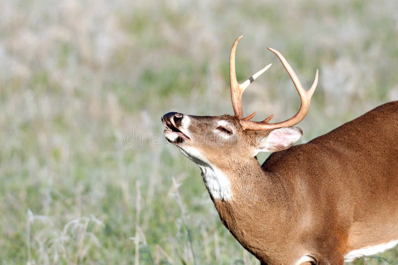 Whitetailed buck lip curl stock photo. Image of field - 14843436