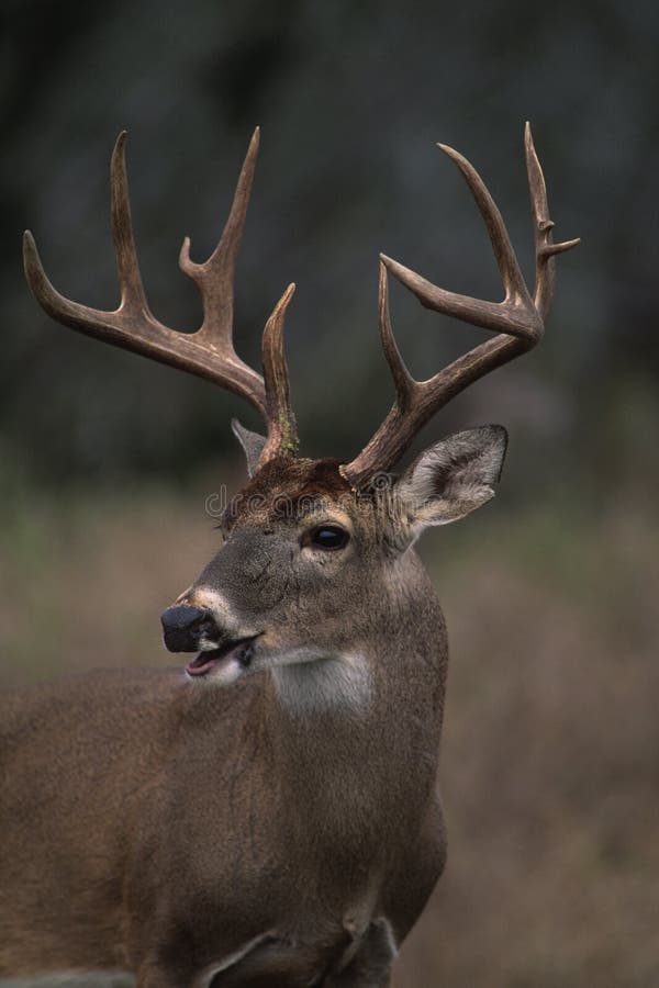 Whitetailed Buck Portrait stock photo. Image of antler - 8595824