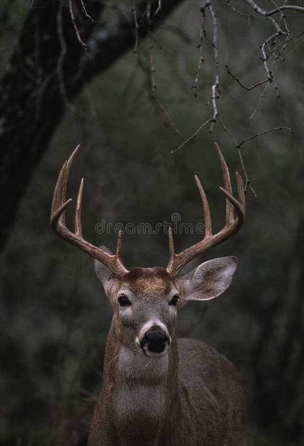 Portrait of a Whitetail Buck Stock Image - Image of deer, great: 11356721