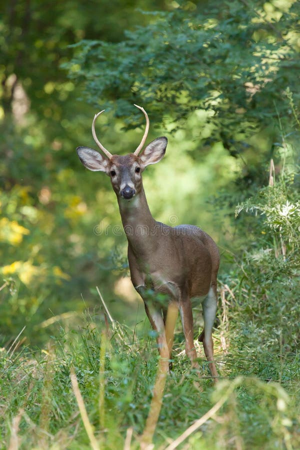 Whitetailed Buck stock image. Image of natural, grass - 77741431