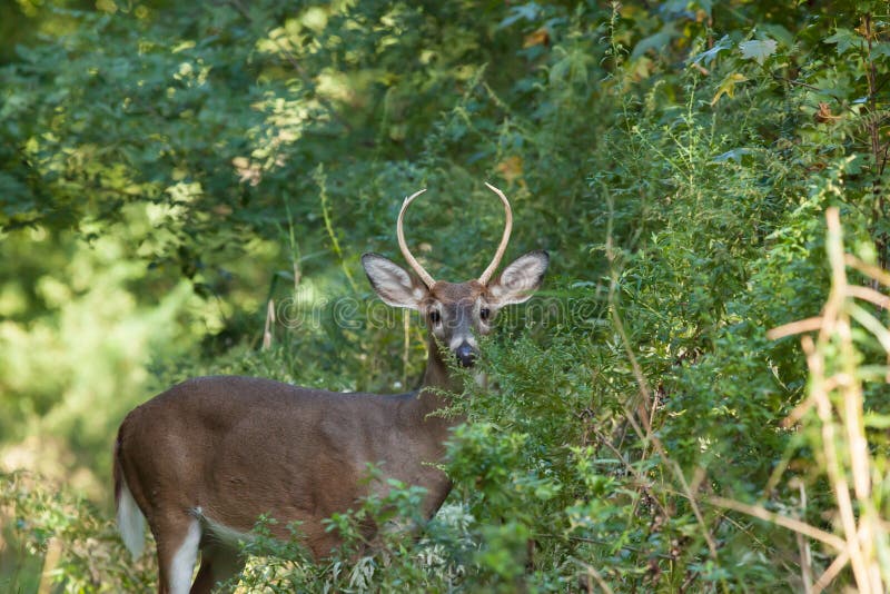Whitetailed Buck stock image. Image of fall, buck, mother - 77741563