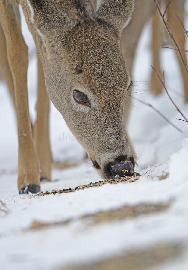 Whitetailed Deer Eating stock photo. Image of hair, eyes - 28126328