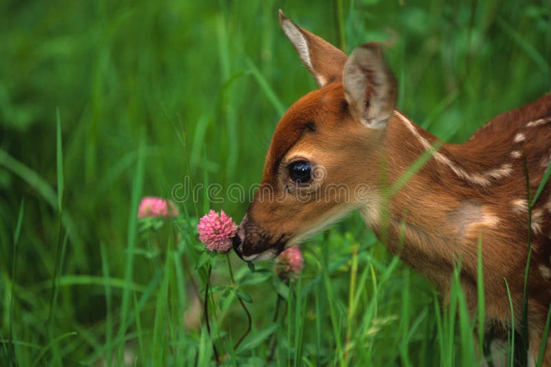 Whitetailed Deer Fawn Sniffing a Thistle Bloom Stock Image - Image of ...