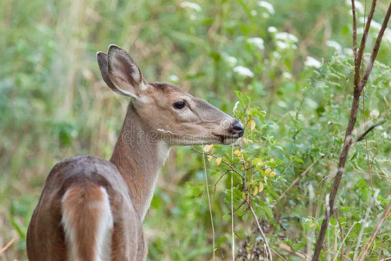 Whitetailed Doe in Woods stock image. Image of spots - 77741371