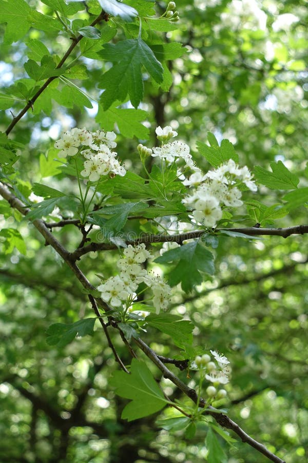Whitethorn in Full Bloom in Spring Stock Photo - Image of botany ...