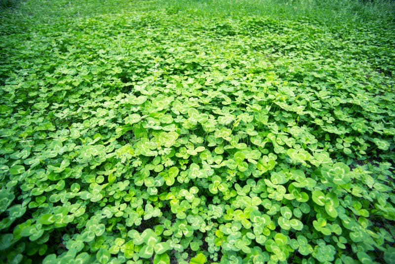 Whitetip clover stock photo. Image of plant, beauty, grow - 40372326