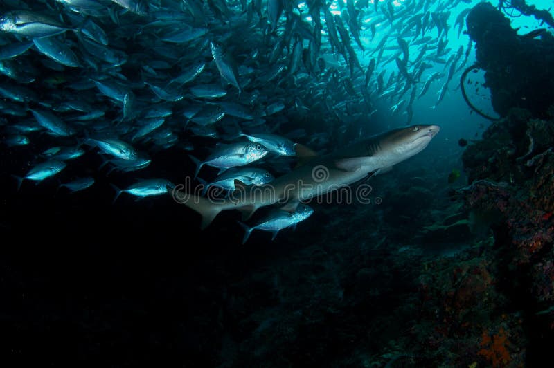 Whitetip Haifisch stockfoto. Bild von riff, blau, unterwasser - 5047928