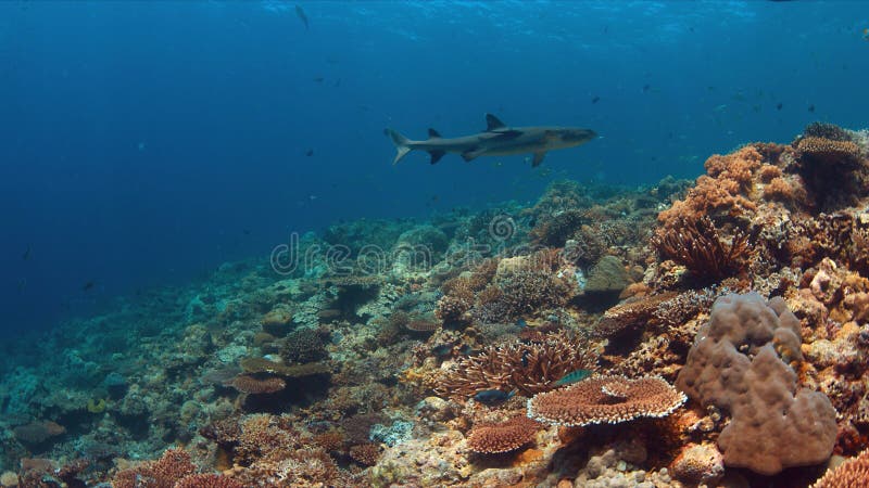 Whitetip Reef Shark on a Coral Reef with Plenty Fish Stock Photo ...