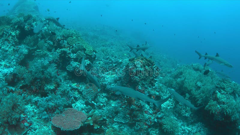 Whitetip Reef Sharks on a Coral Reef Stock Image - Image of marine ...