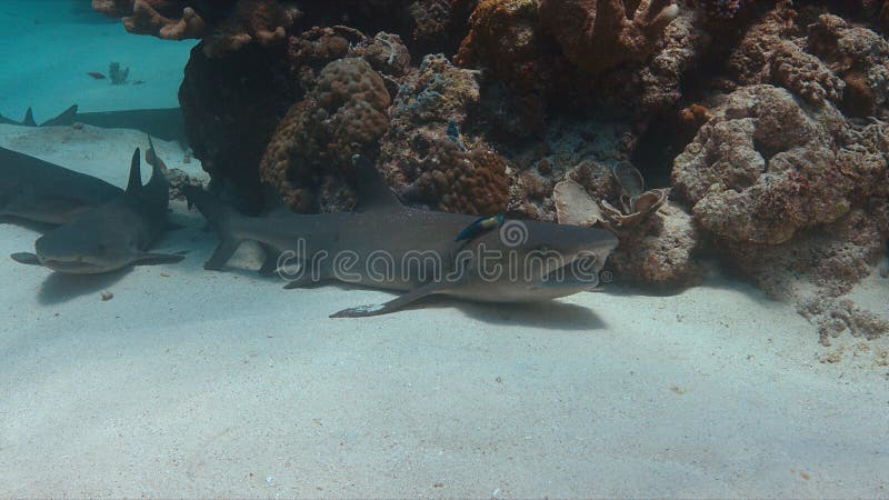 Whitetip Reef Sharks on Sandy Bottom Stock Photo - Image of fish ...